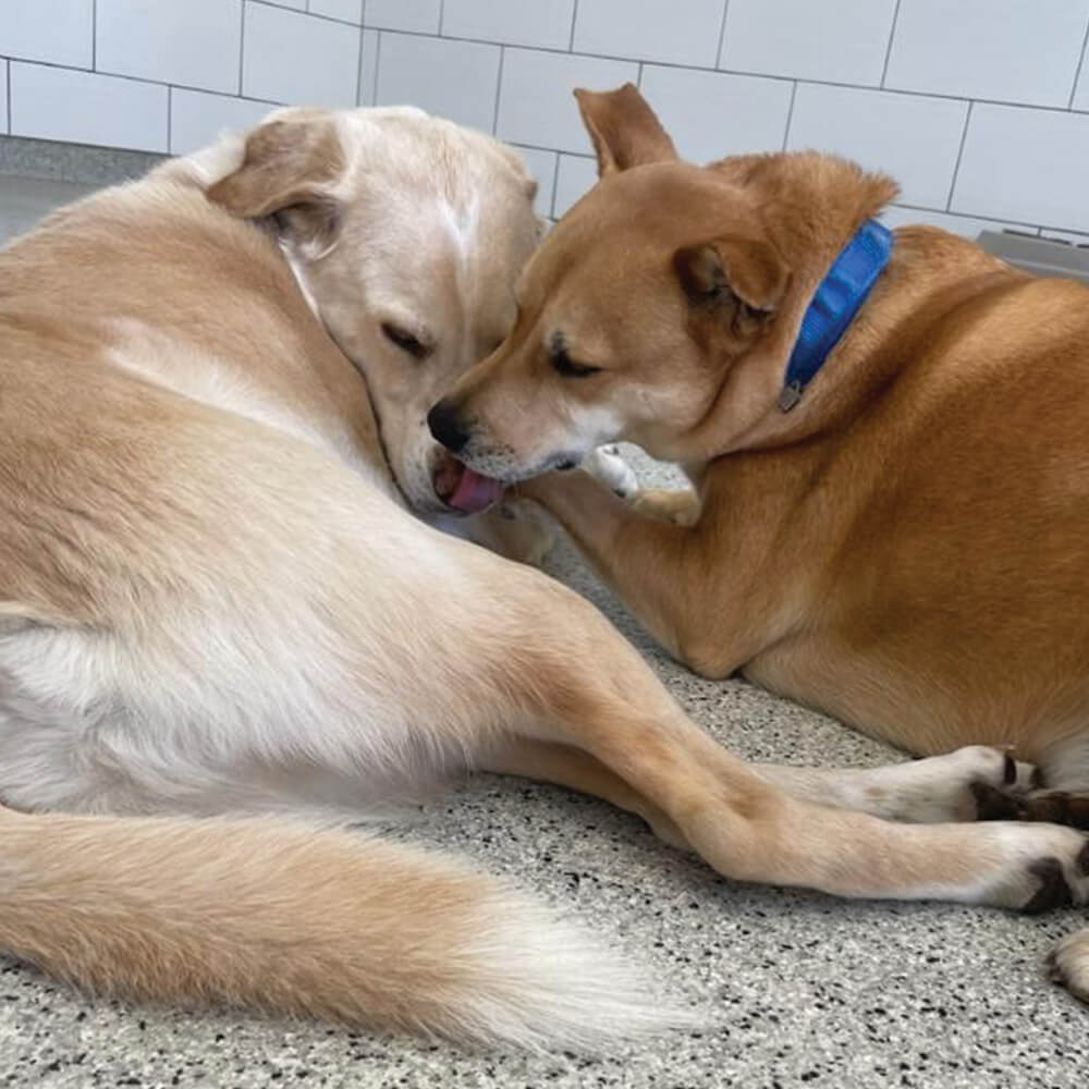 Treating Allergies in Dogs and Cats in Evergreen Park, IL | LePar ...