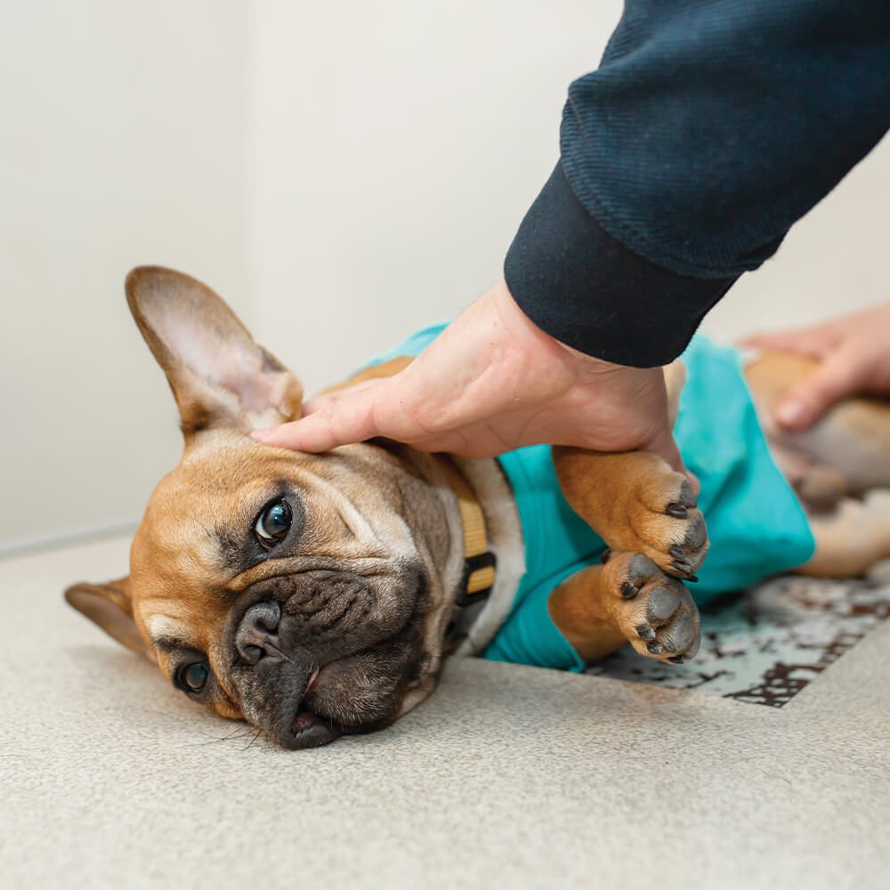 Cat and Dog X-ray and Ultrasound in Evergreen Park, IL | LePar Animal ...