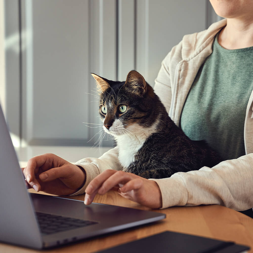 Informational Videos | LePar Animal Hospital