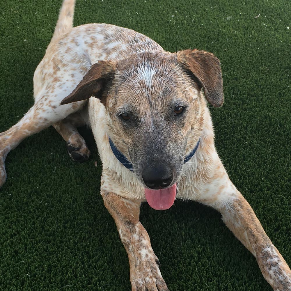 Veterinary Oncology in Evergreen Park, IL | LePar Animal Hospital